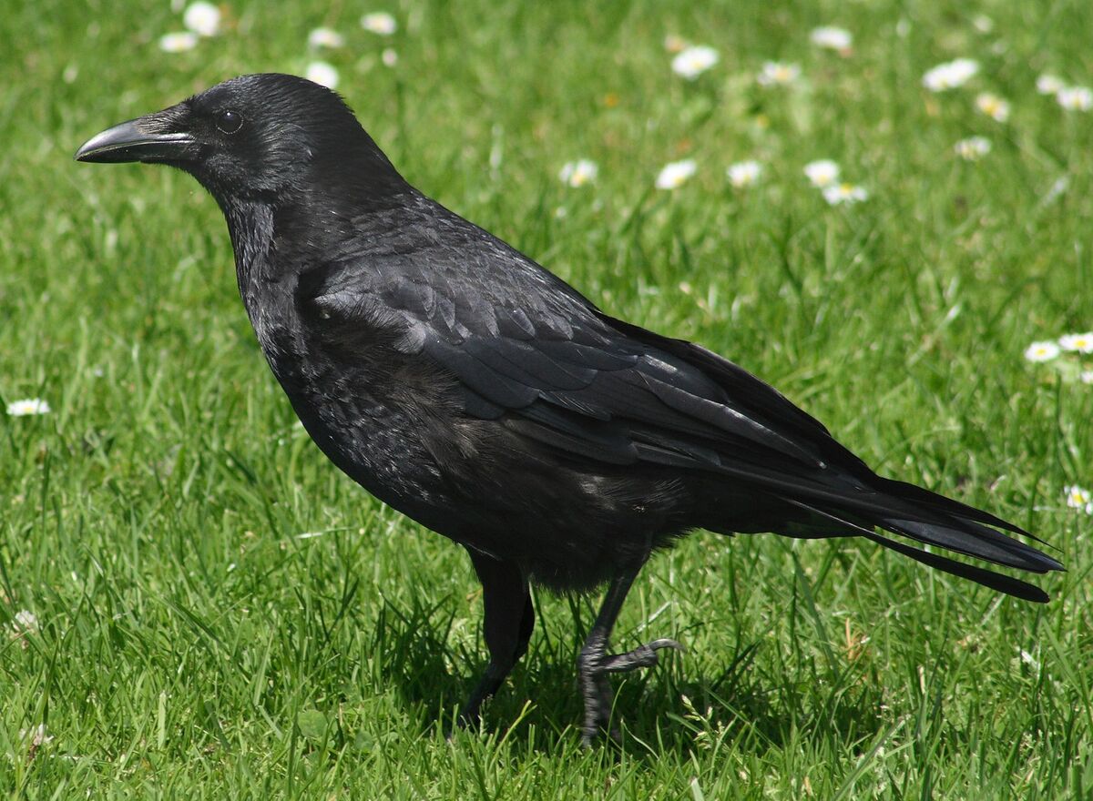 Krähen – Ardapedia
